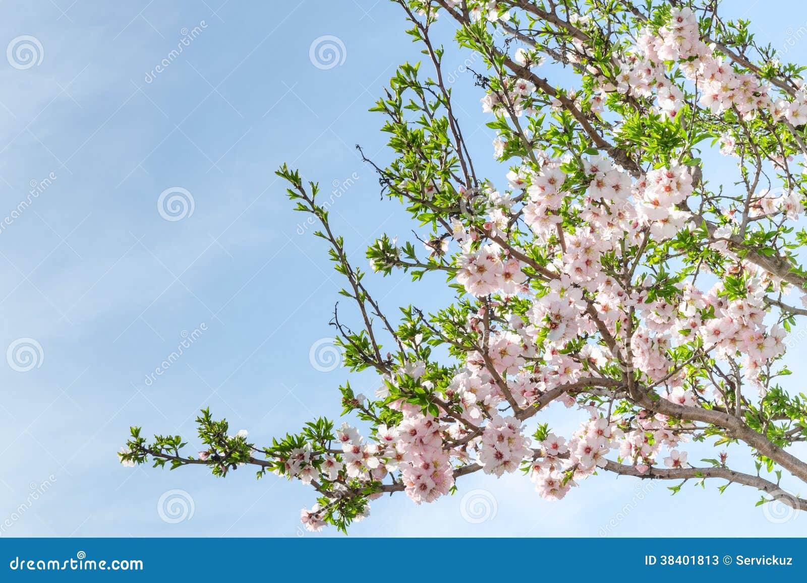 Spring Blooming Almond Tree with Flowers and Foliage Stock Image ...