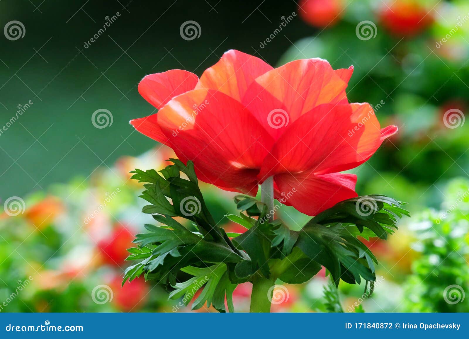 Spring Blooming Anemones Anemone Coronaria Stock Photo - Image of ...