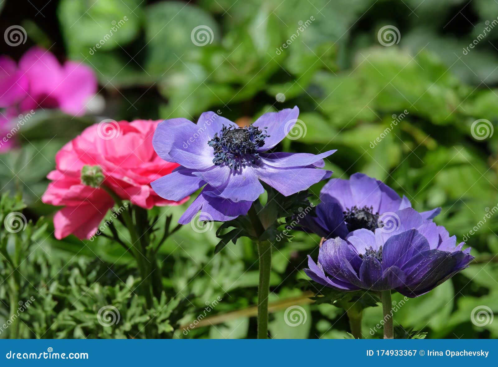 Spring Blooming Anemones Anemone Coronaria Stock Image - Image of color ...