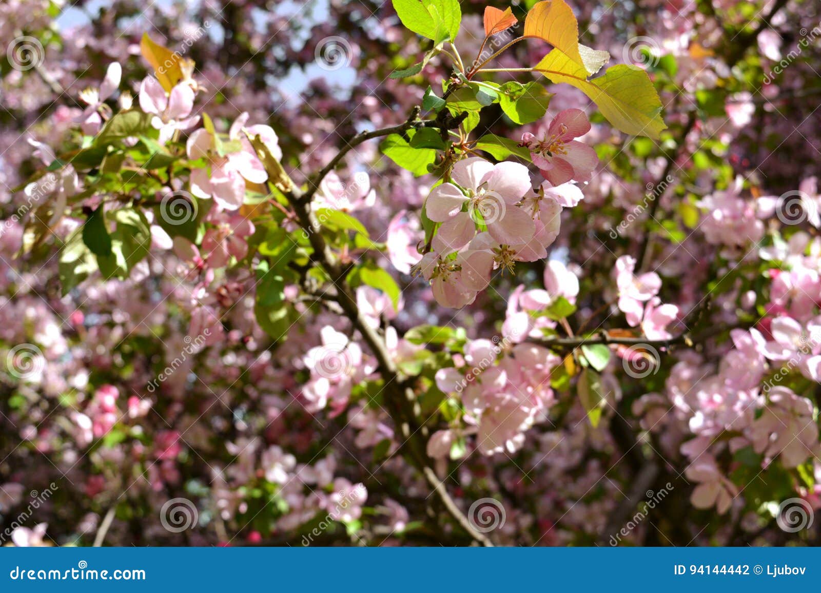 Spring Blooming. Beautiful Pink Flowers of Apple Tree Stock Photo ...