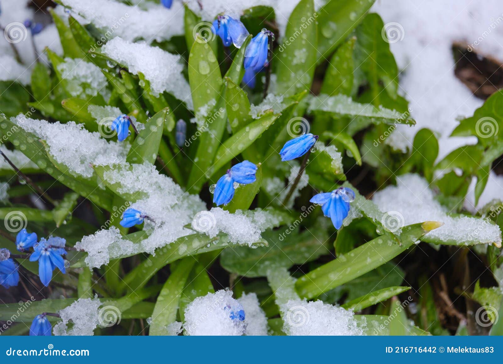 Spring Blooming Bluebell Flowers in the Snow Stock Photo - Image of ...