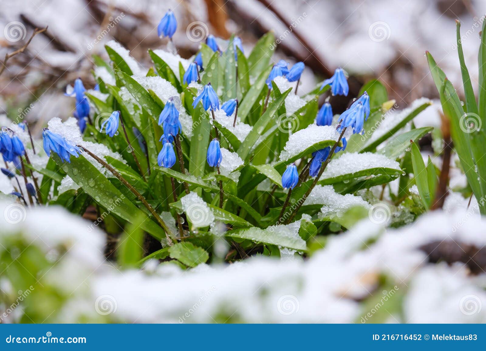 Spring Blooming Bluebell Flowers in the Snow Stock Photo - Image of ...