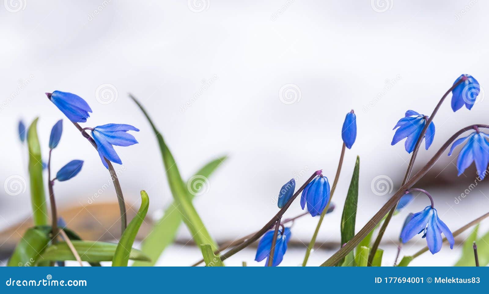 Spring Blooming Bluebell Flowers on a White Background Stock Image ...