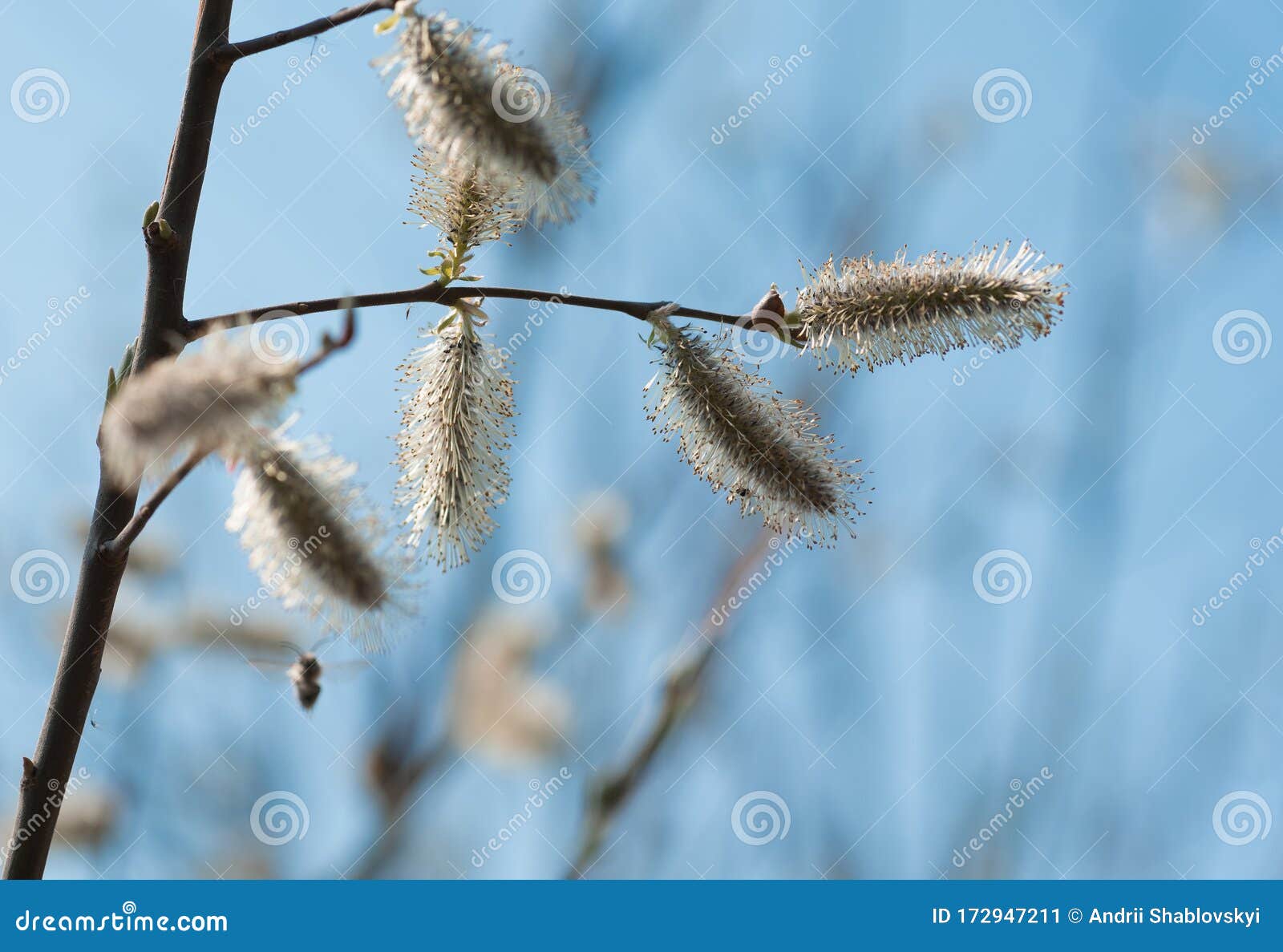 Spring. Blooming Buds on a Background of Blue Sky. Stock Image - Image ...