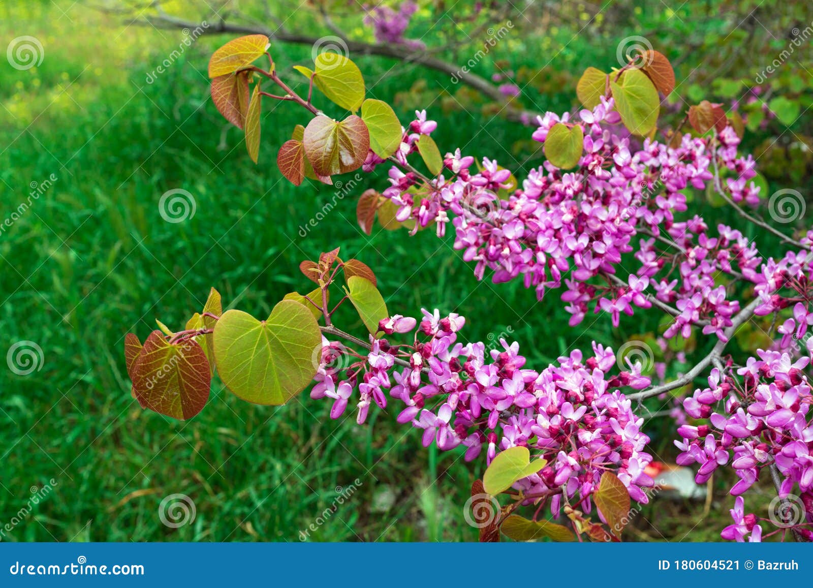 Spring Blooming Cercis in Garden Stock Image - Image of arboretum ...
