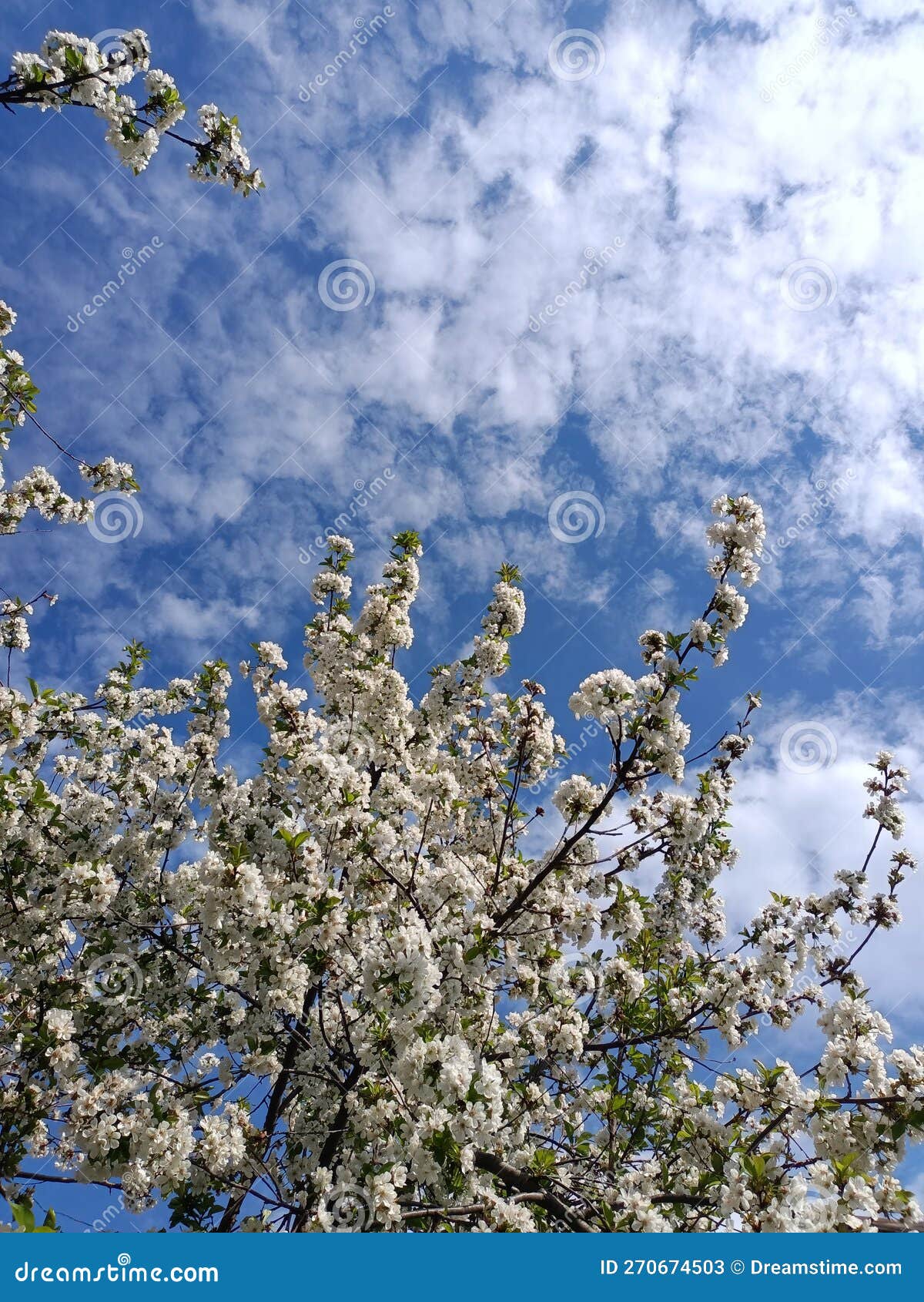 Spring is blooming stock image. Image of blooming, autumn - 270674503