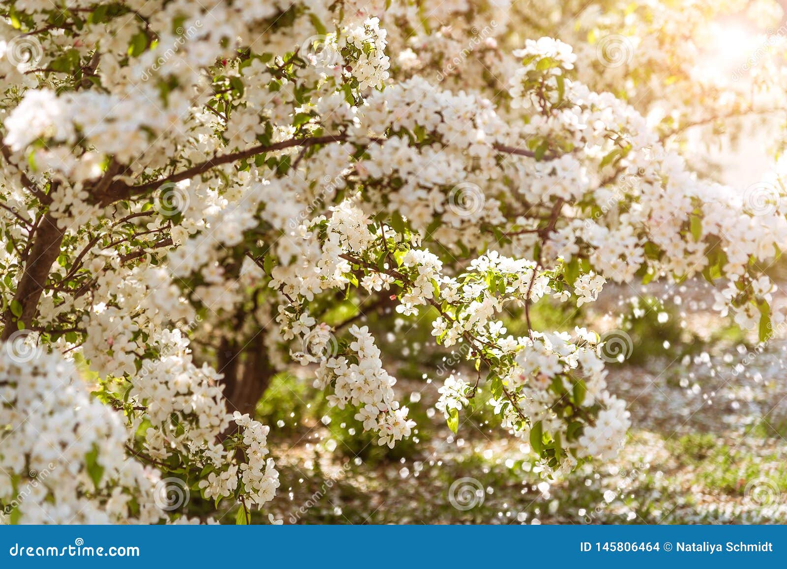 Spring. Blooming Cherry Orchard. Stock Photo - Image of beauty ...