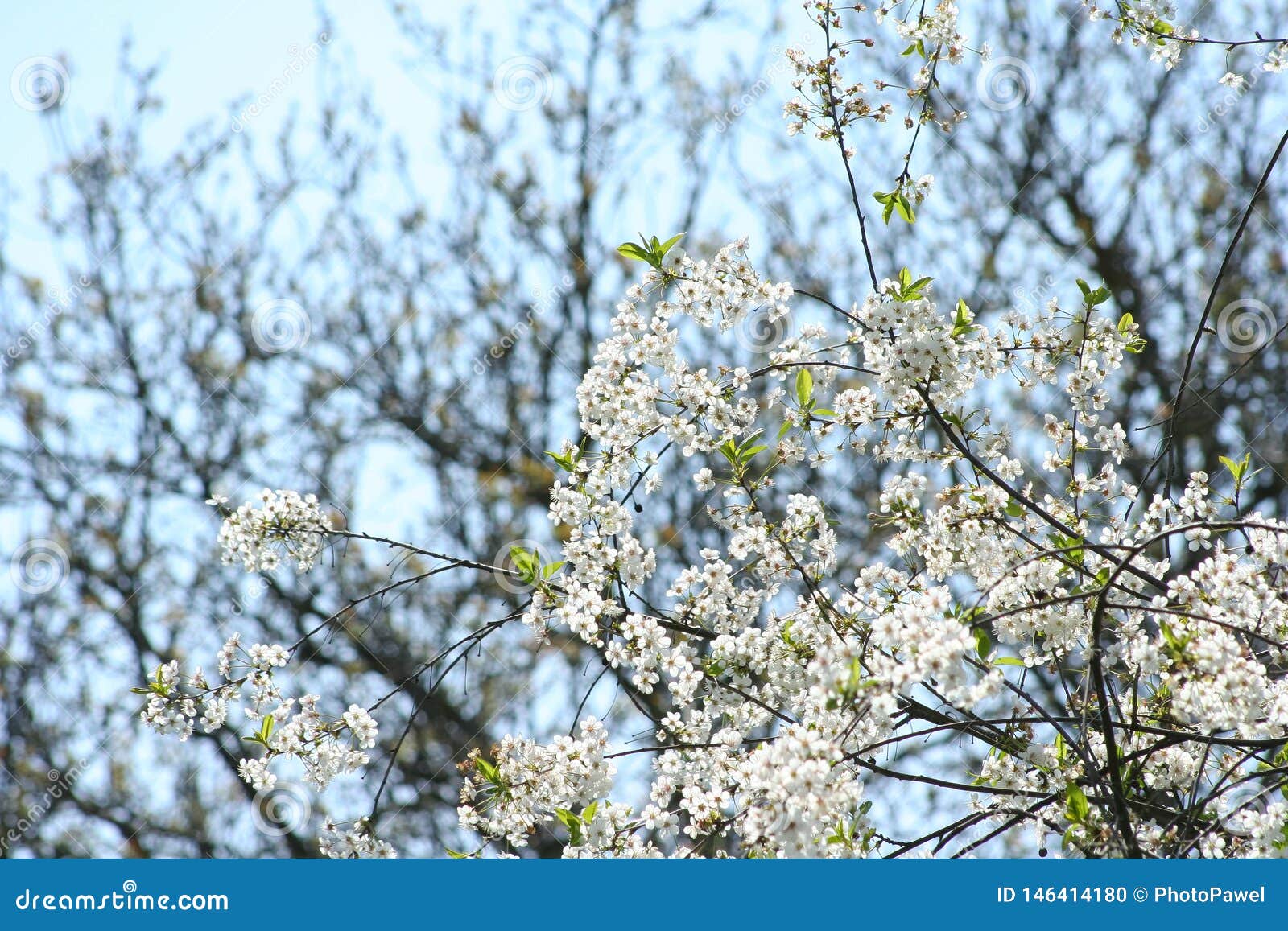 Spring Blooming Cherry Orchards Stock Photo - Image of floristic, bloom ...