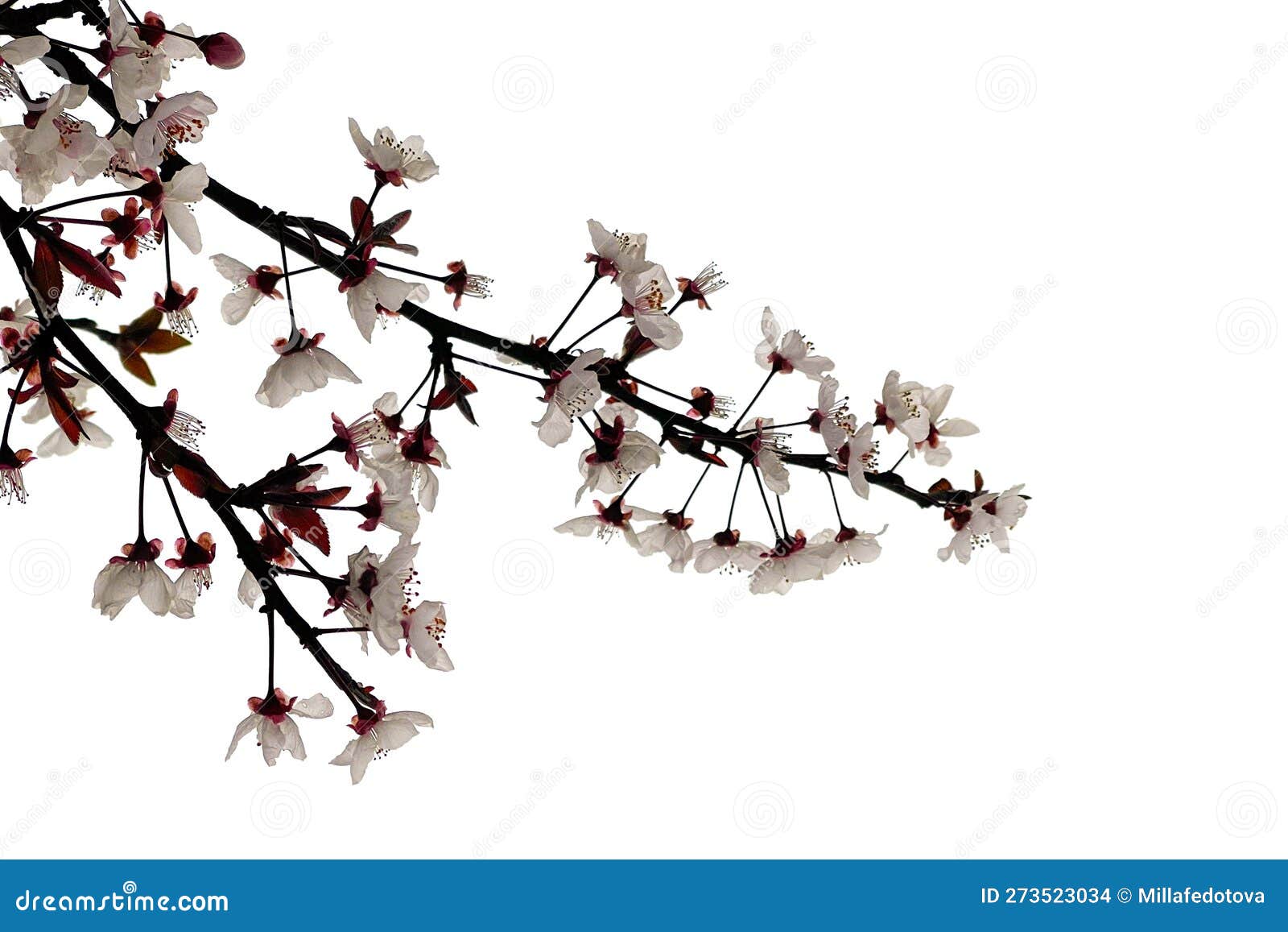 Spring Blooming Cherry Twig Isolated on White Background Stock Photo ...