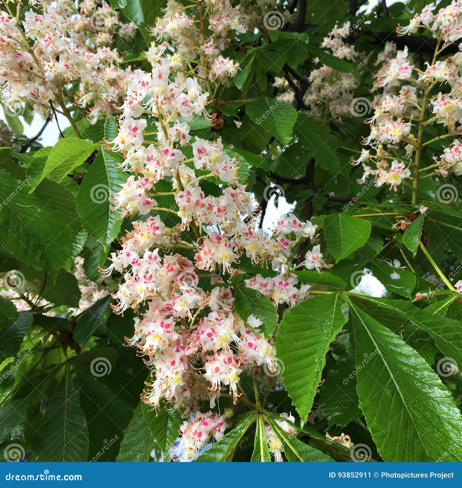 Spring Blooming Chestnut Tree Flowers Stock Image - Image of growth ...