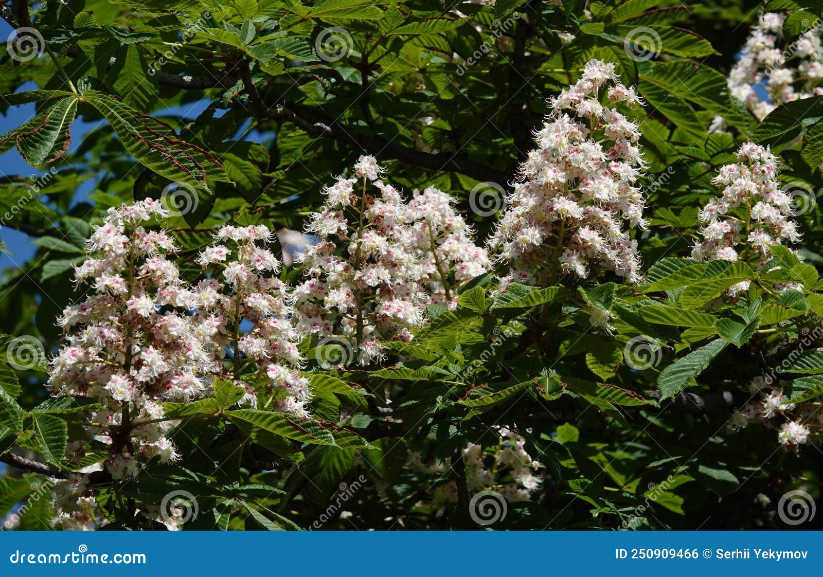 Spring Blooming Chestnut Tree Stock Photo - Image of russia, flowering ...