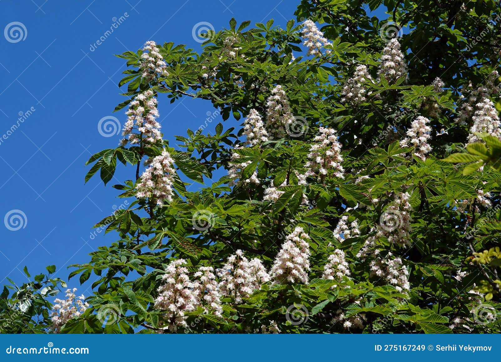 Spring Blooming Chestnut Tree Stock Image - Image of flowering, rare ...