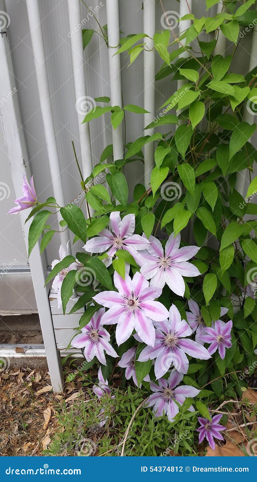 Spring blooming clematis stock photo. Image of trellis - 54374812