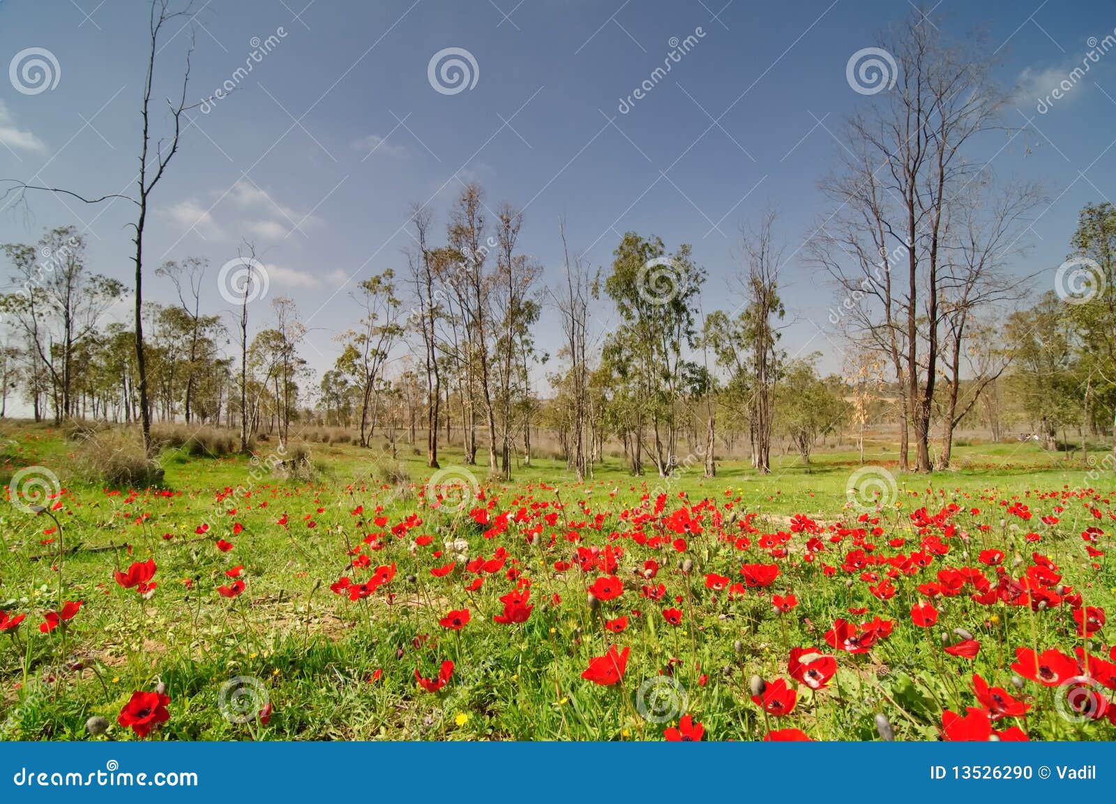 Spring in a Blooming East Negev Desert Stock Photo - Image of sunlight ...