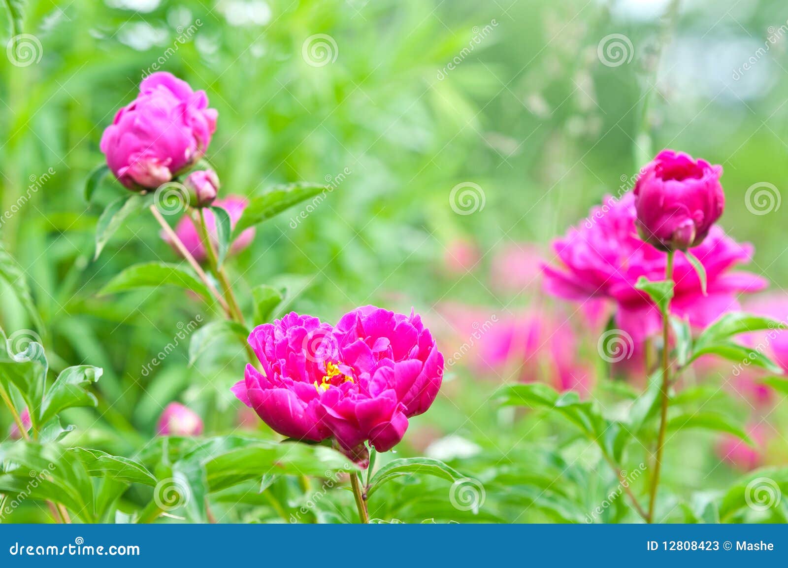 Spring Blooming in the Garden Stock Image - Image of forest, field ...