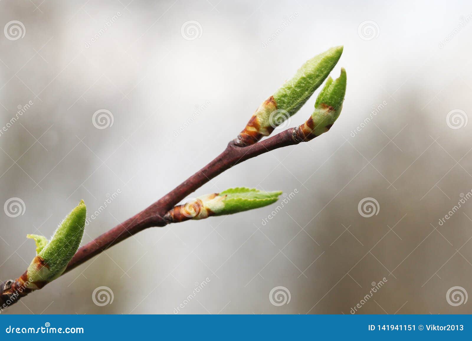 Spring blooming of leaves stock image. Image of bunch - 141941151