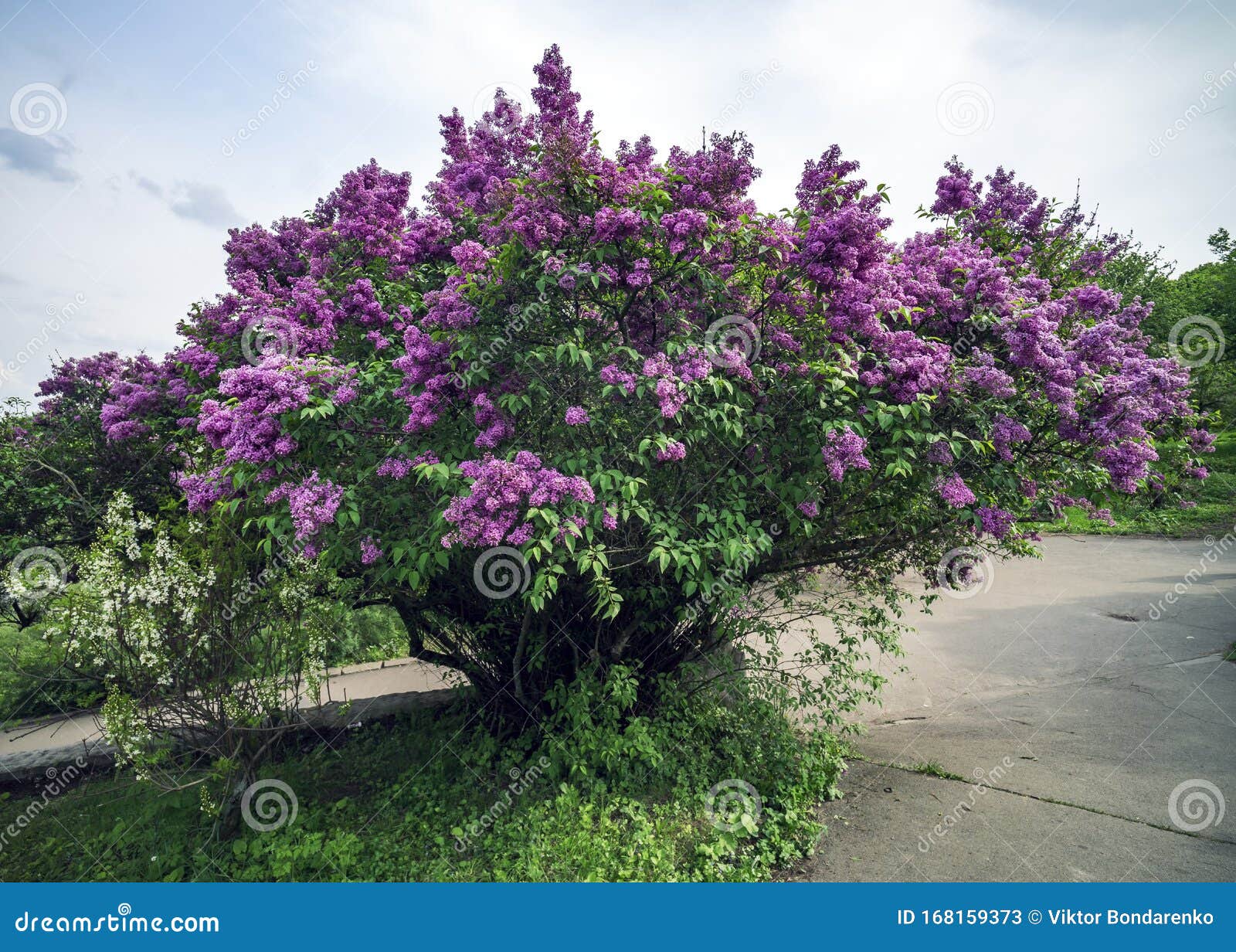 Spring Blooming Lilac Tree stock image. Image of culture - 168159373