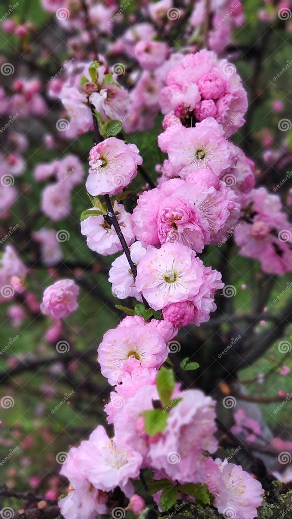 Spring Blooming in Northern Hemisphere Stock Photo - Image of spring ...
