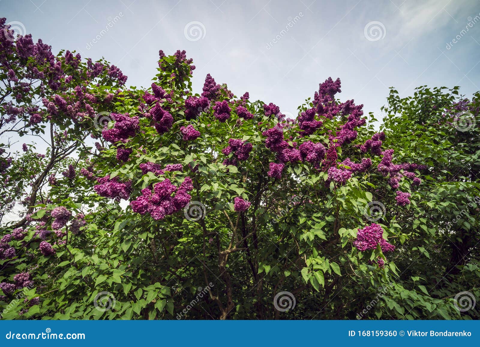 Spring Blooming Lilac Tree stock photo. Image of beauty - 168159360