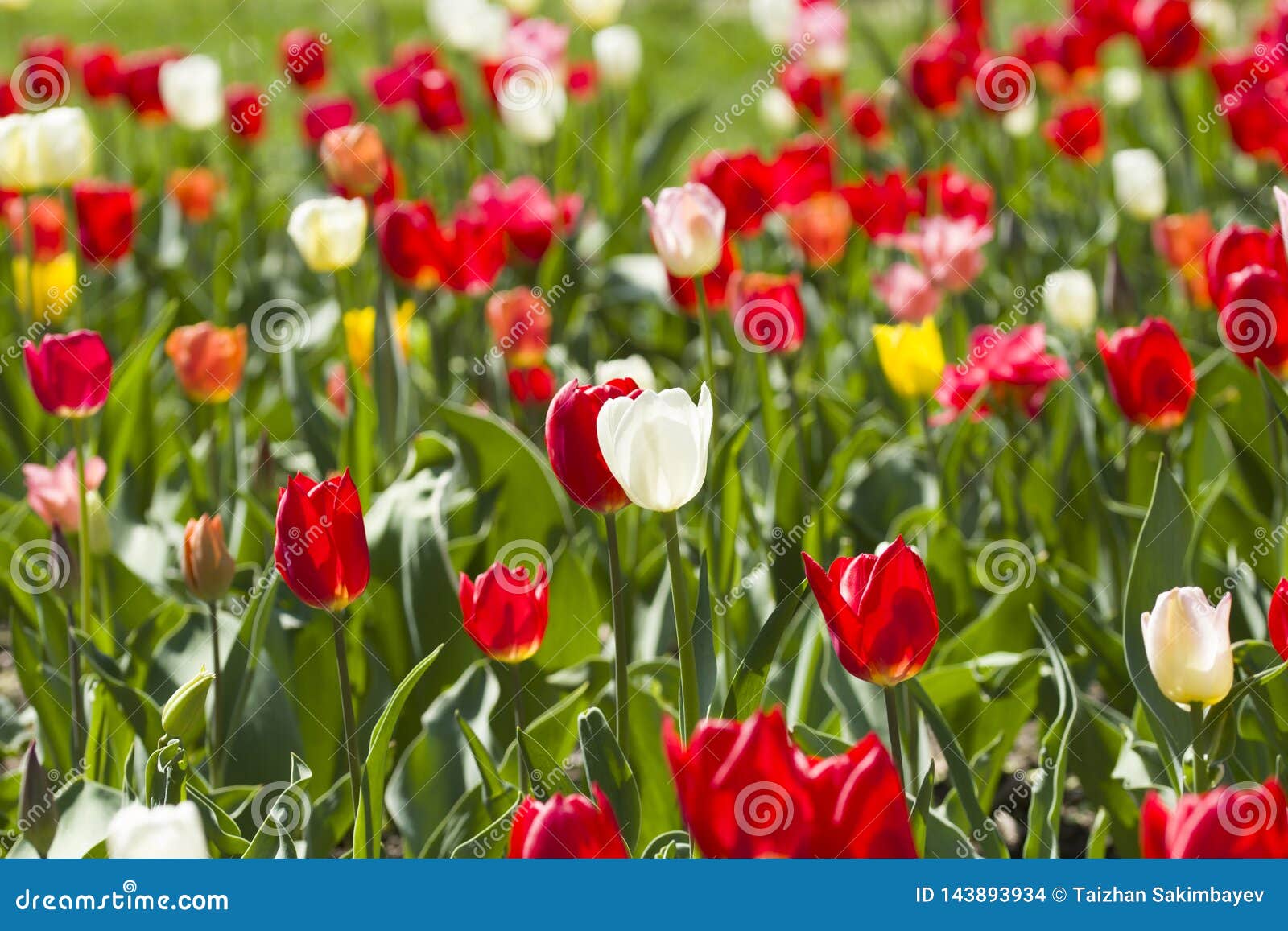 Spring Blooming Red Tulip Field Stock Photo - Image of garden, blur ...