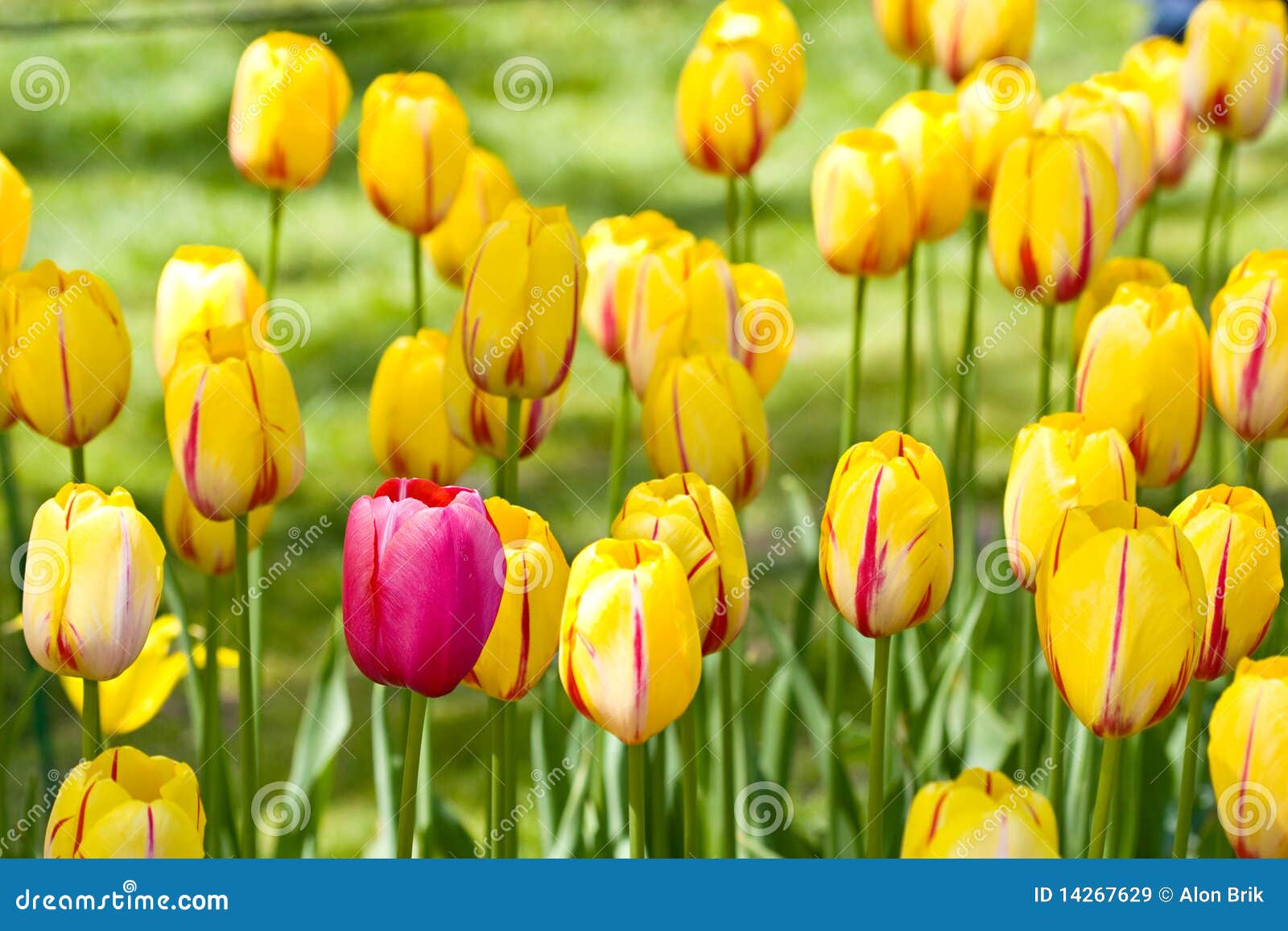 Spring Blooming Season of Dutch Miracle Tulips Stock Image - Image of ...