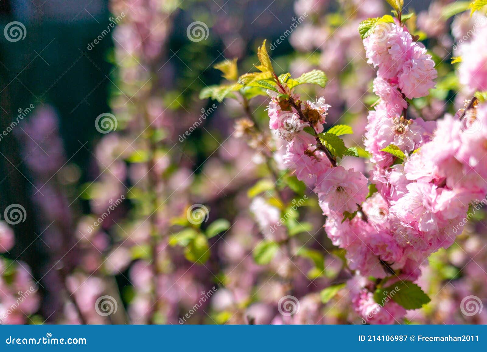 Spring. Blooming Tree Branches Close-up Stock Image - Image of green ...