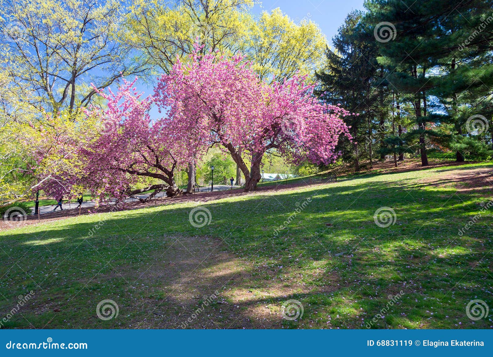 Spring Blooming Tree in the Central Park, New York Stock Image - Image ...