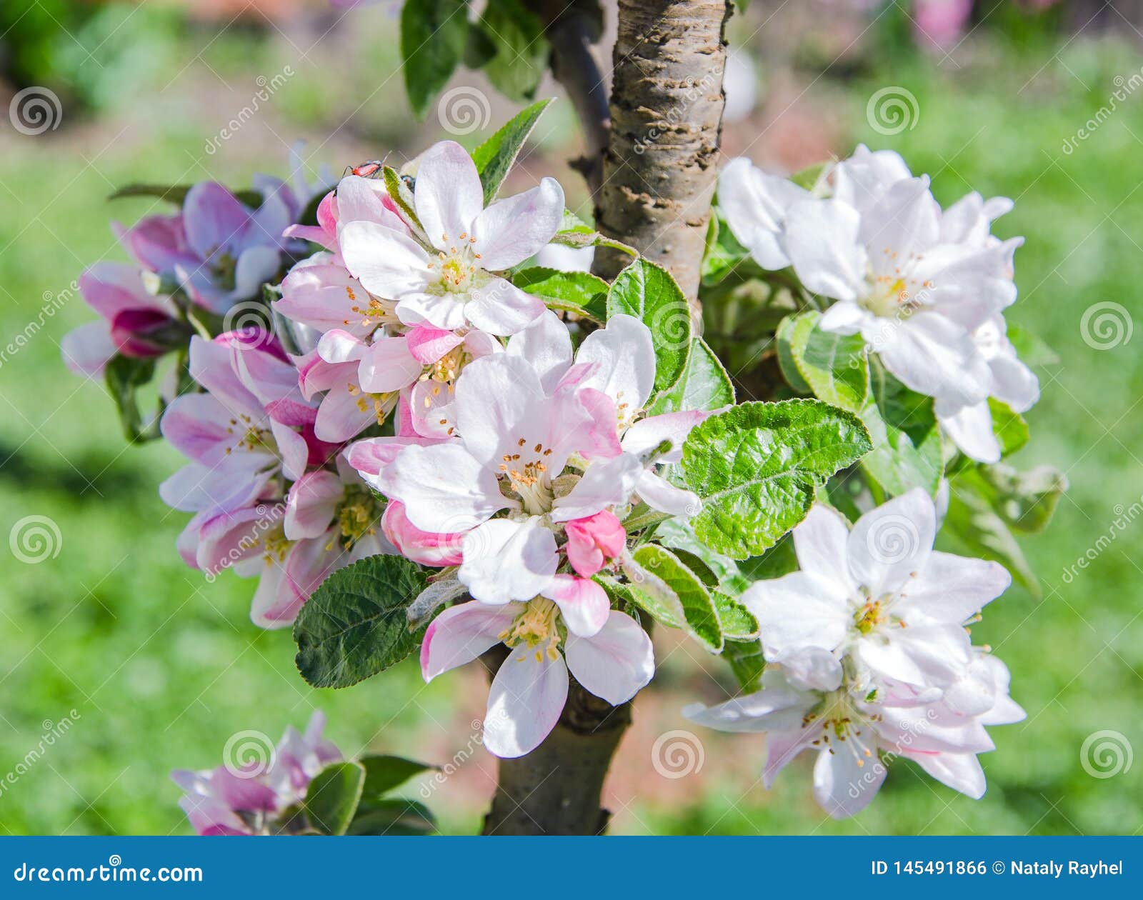 Spring blooming tree stock photo. Image of branch, nature - 145491866