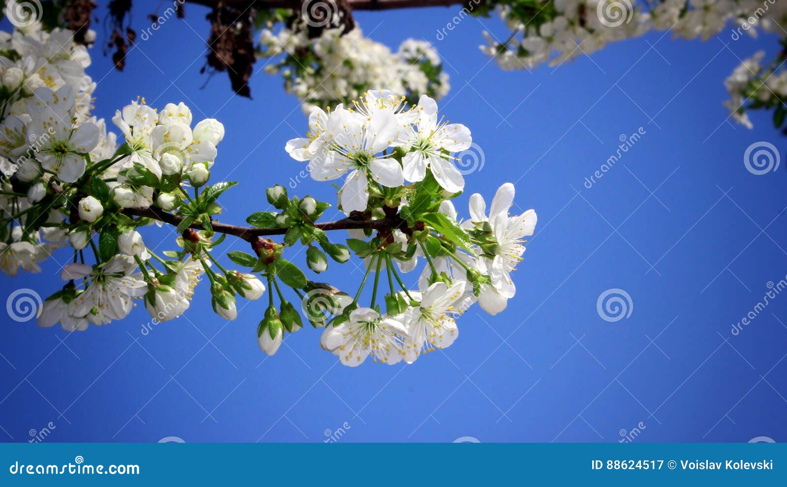 Spring blooming tree stock image. Image of floral, green - 88624517