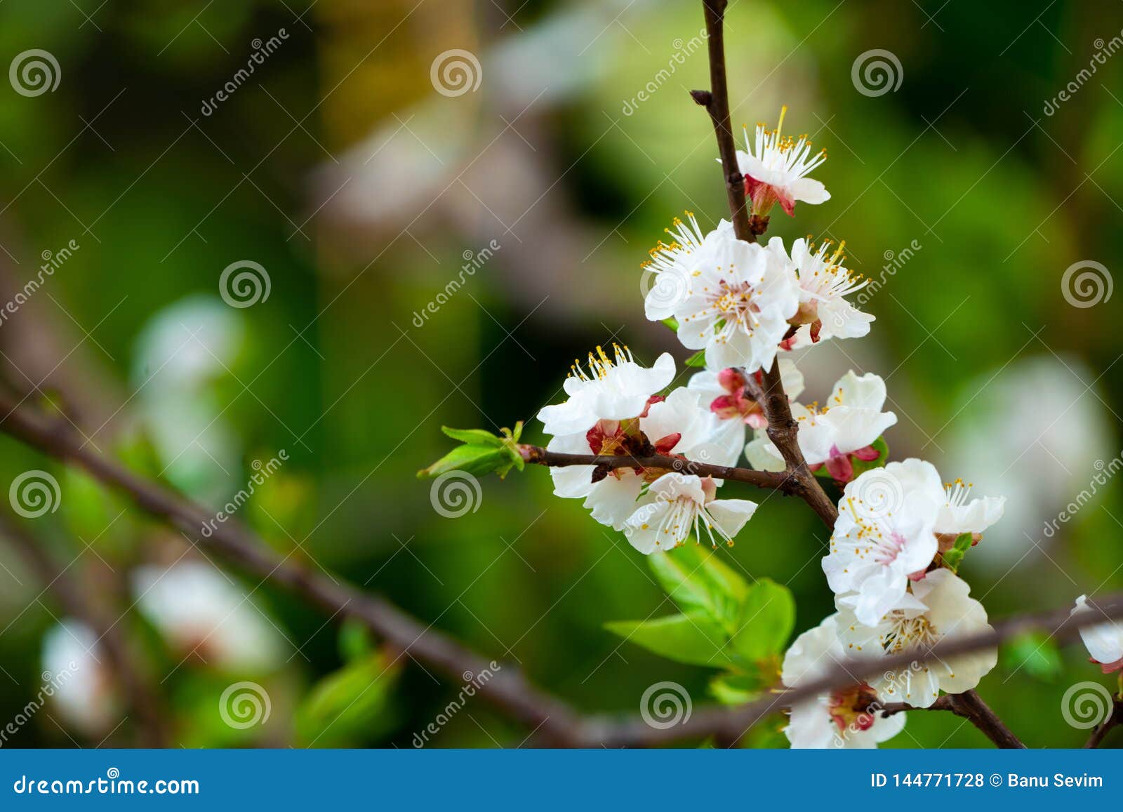 Spring and blooming trees stock photo. Image of blue - 144771728