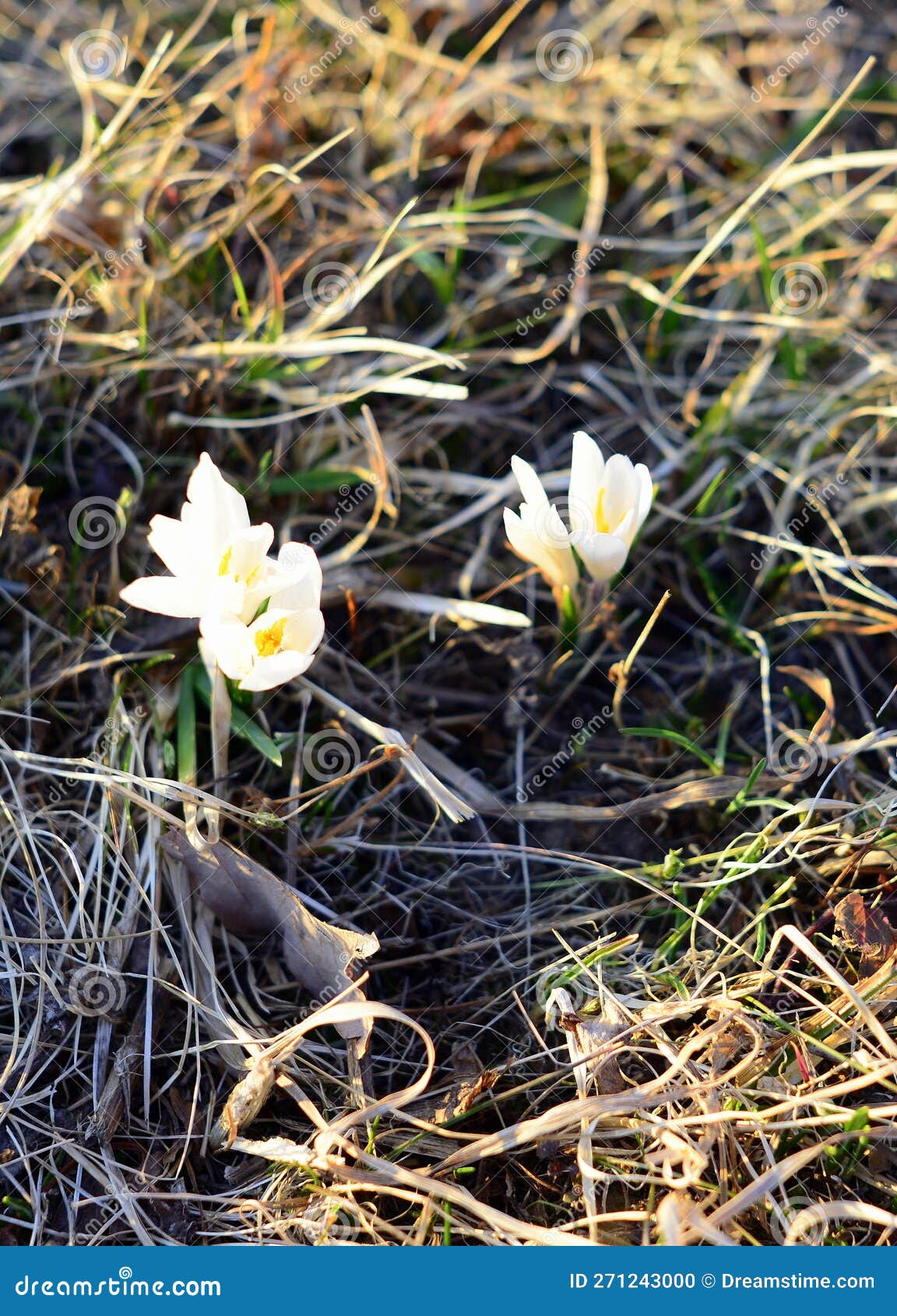 Spring Blooming White Crocuses Stock Photo - Image of colourful, spring ...
