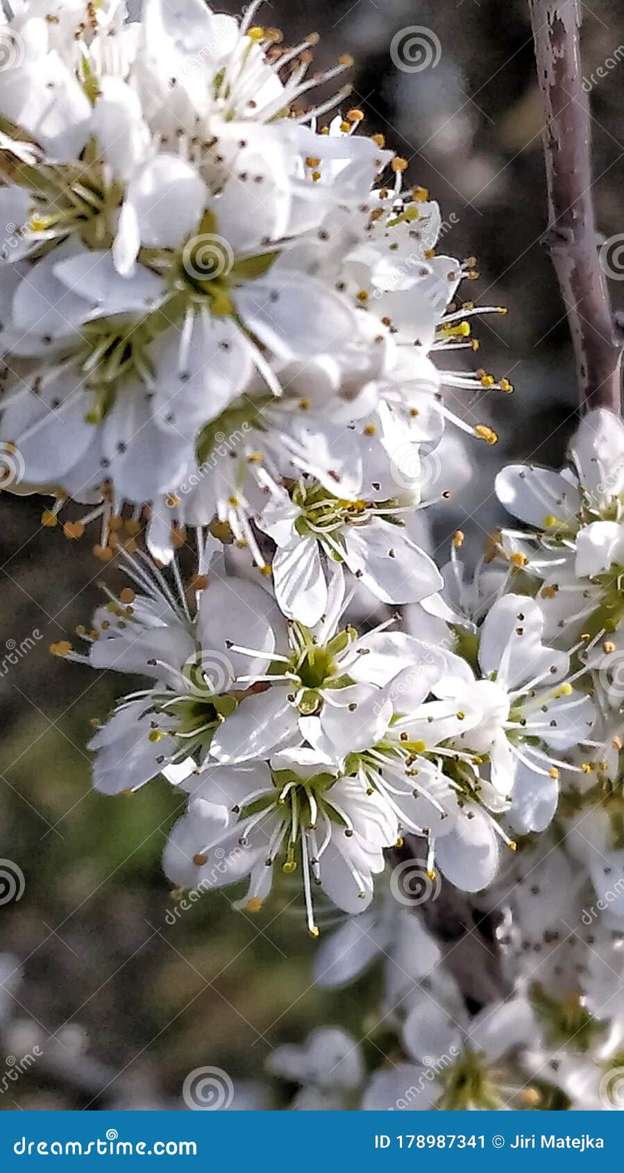 Spring Blooming Wild Sloe Shrub Stock Image - Image of blooming, food ...