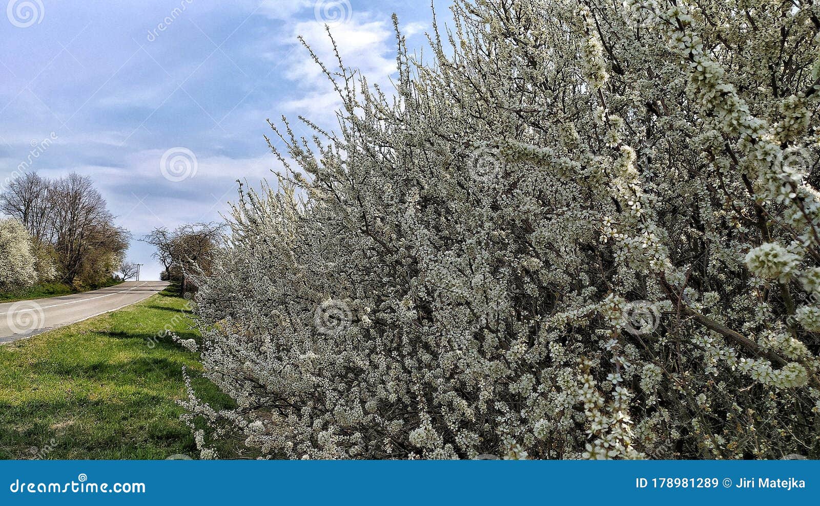 Spring Blooming Wild Sloe Shrub Stock Image - Image of blooming, food ...