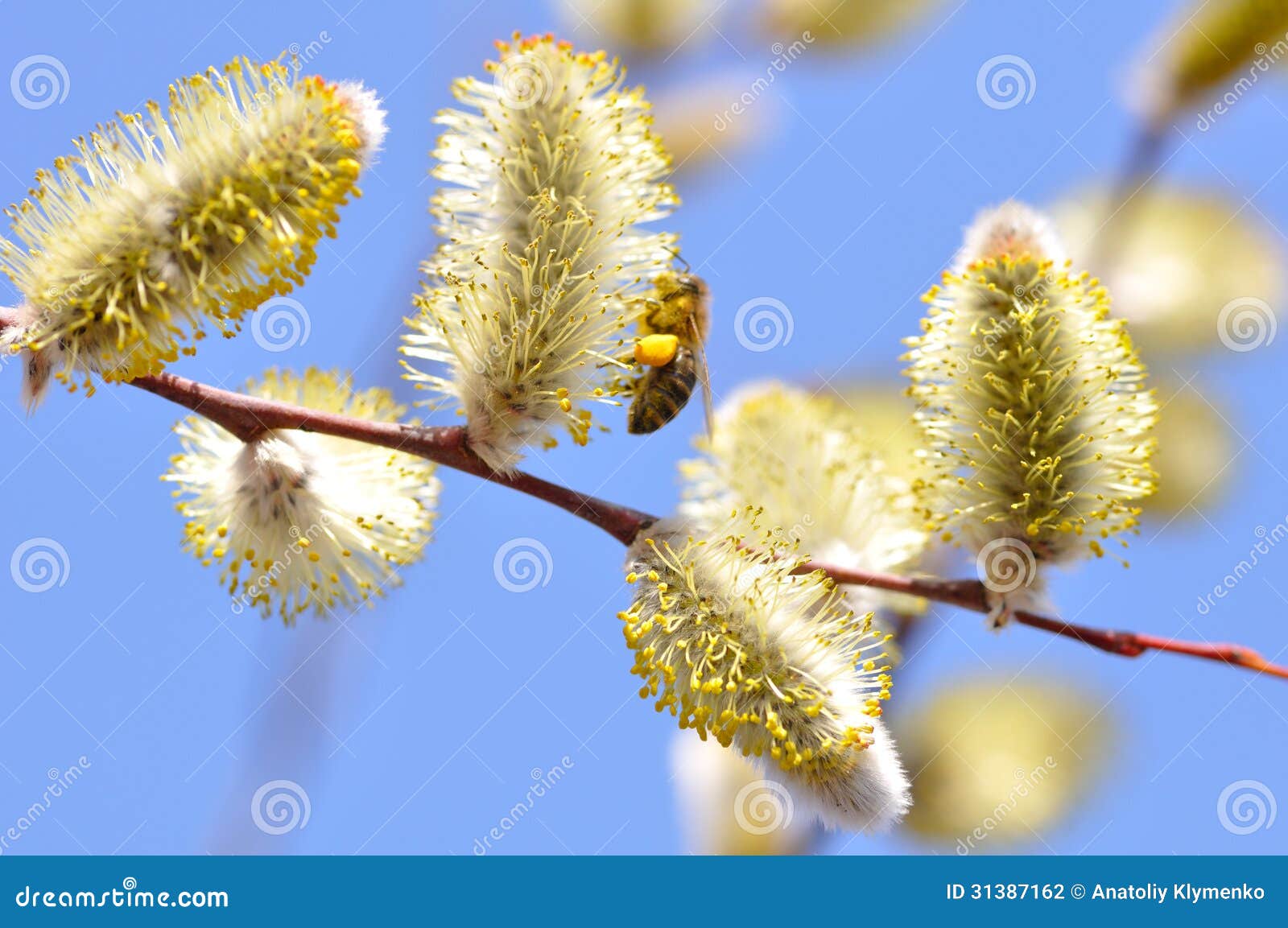 Spring. Blooming Willow Close Up Stock Photo - Image of trees, willow ...