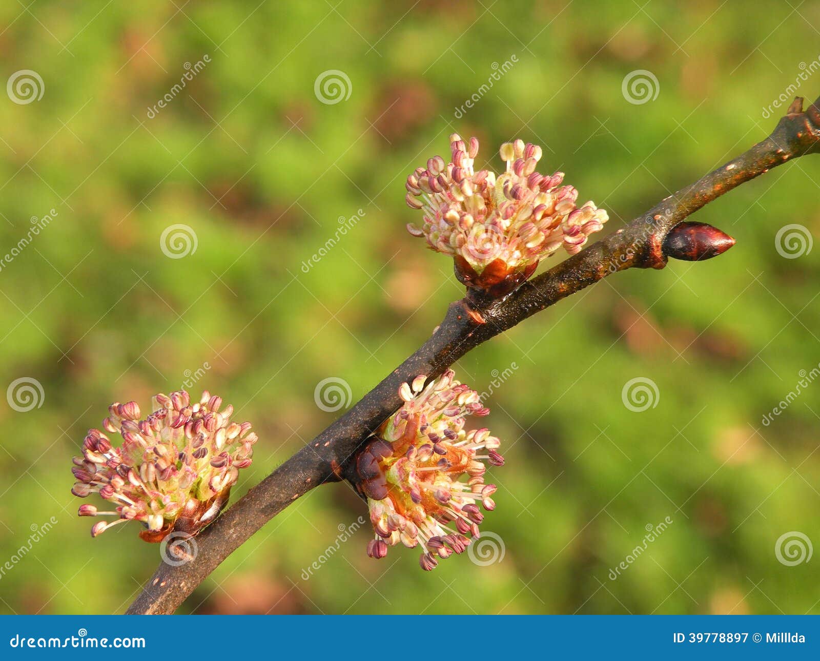 Spring blooms stock image. Image of spring, brown, closeup - 39778897