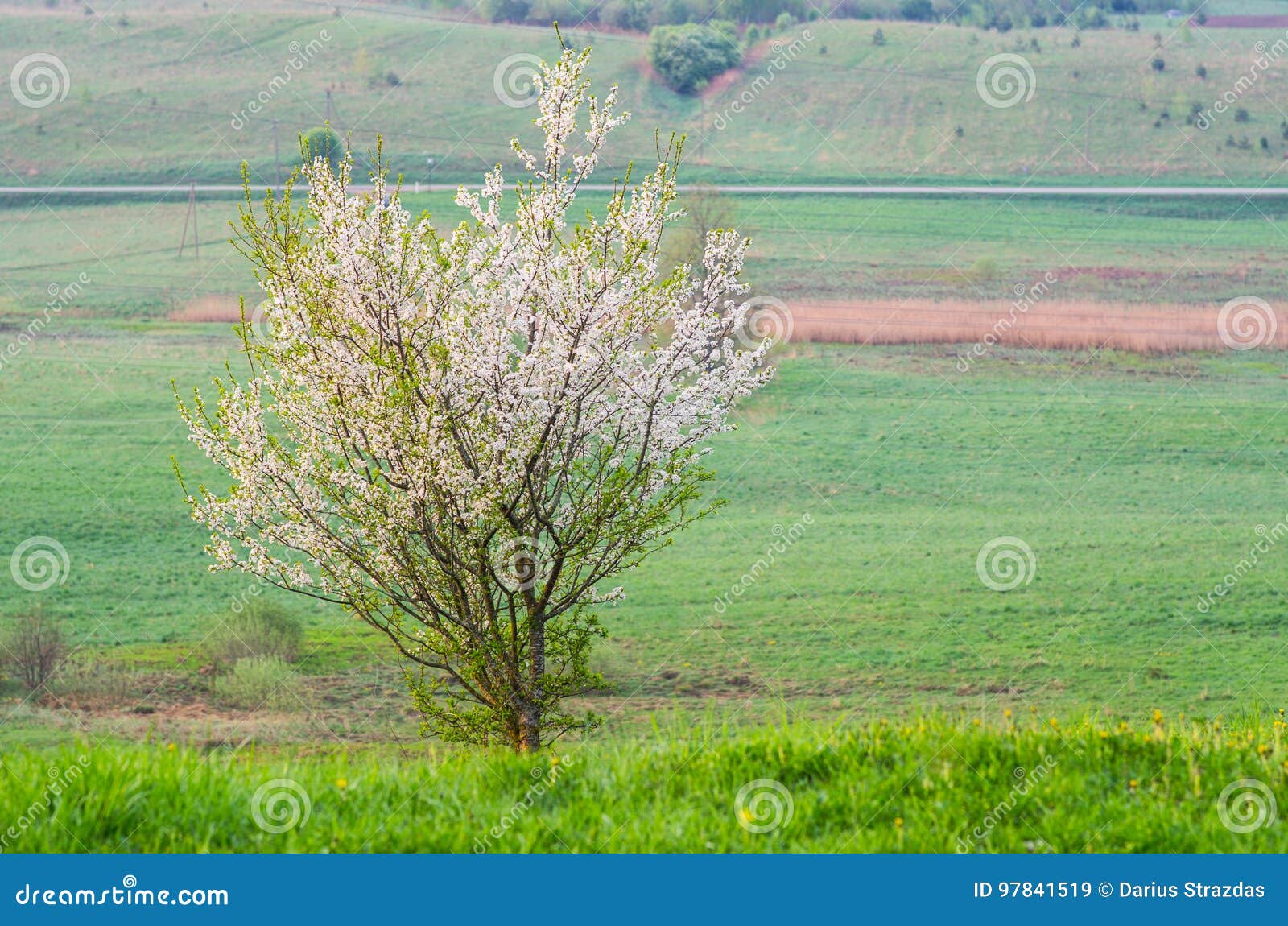 Spring Blooms Bush and Field Stock Image - Image of pink, summer: 97841519