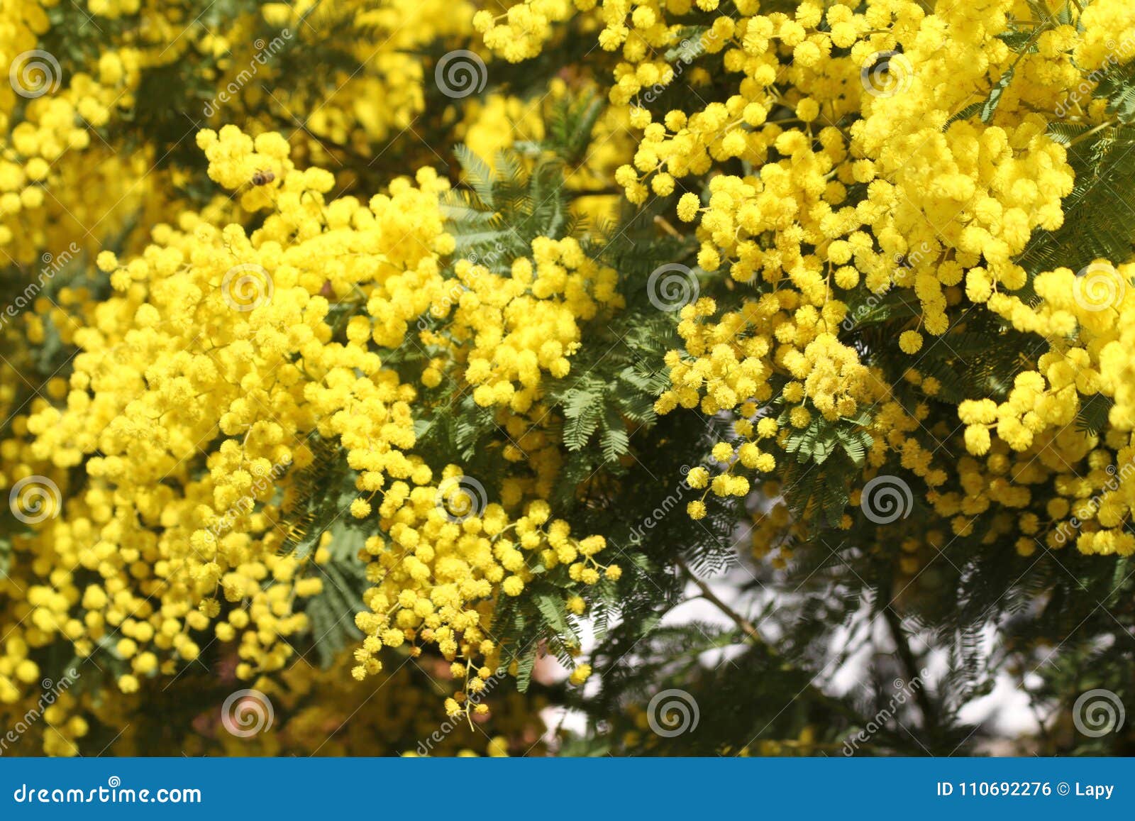 Spring blooms Mimosa stock photo. Image of beautiful - 110692276