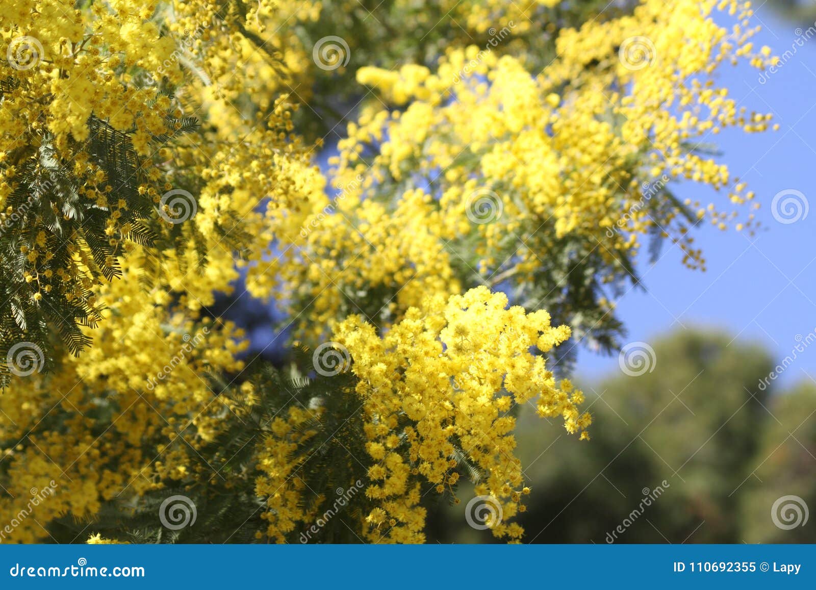Spring blooms Mimosa stock image. Image of naturel, yellow - 110692355