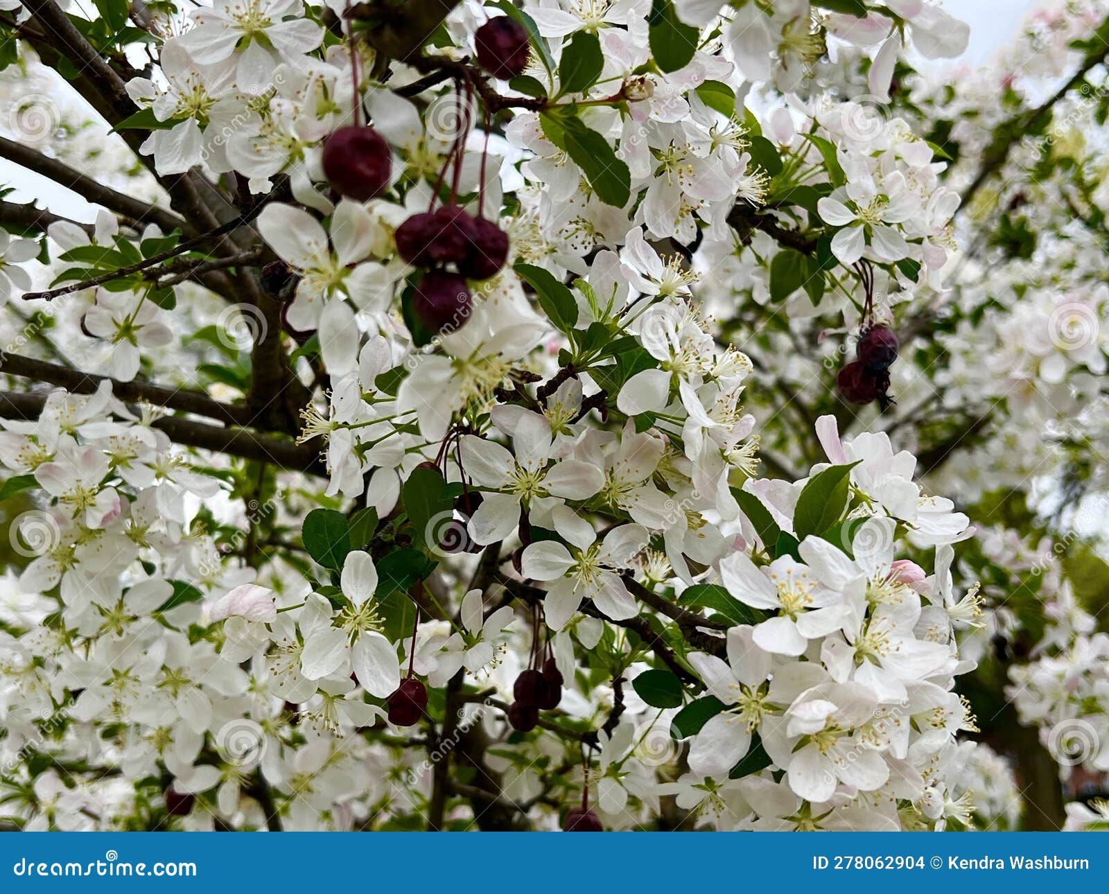 Spring Blooms in Pennsylvania Stock Photo - Image of spring ...