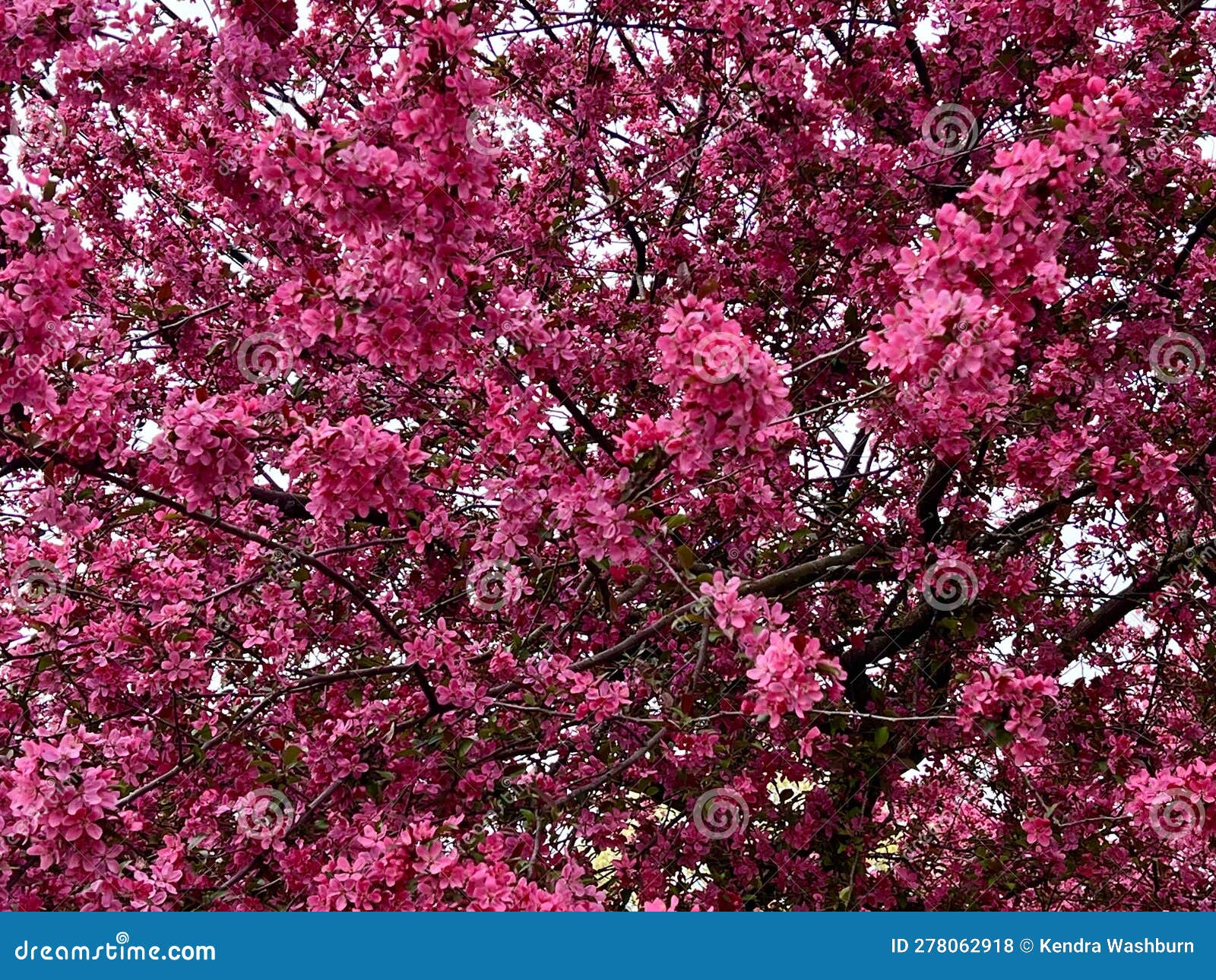 Spring Blooms in Pennsylvania Stock Photo - Image of plant, green ...