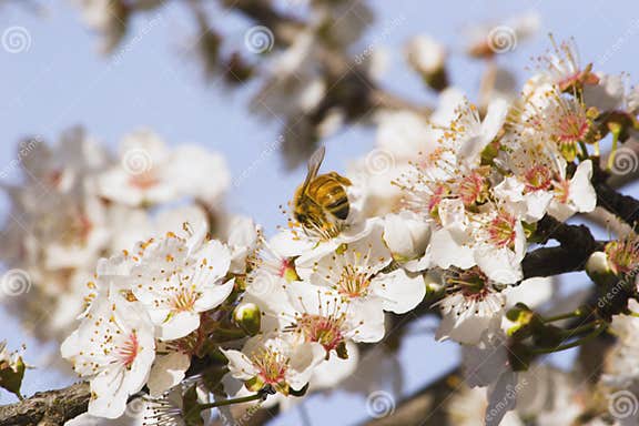 Spring Blossom 02 stock image. Image of petals, sprung - 1108919