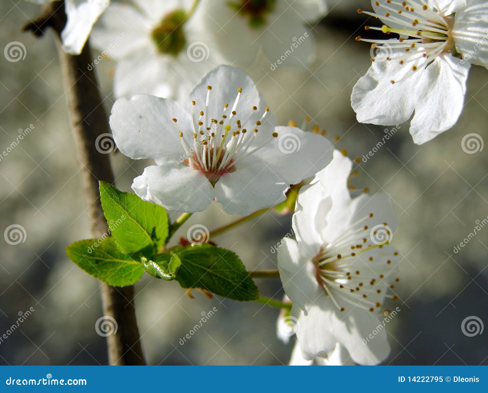Spring blossom stock image. Image of bright, orchard - 14222795