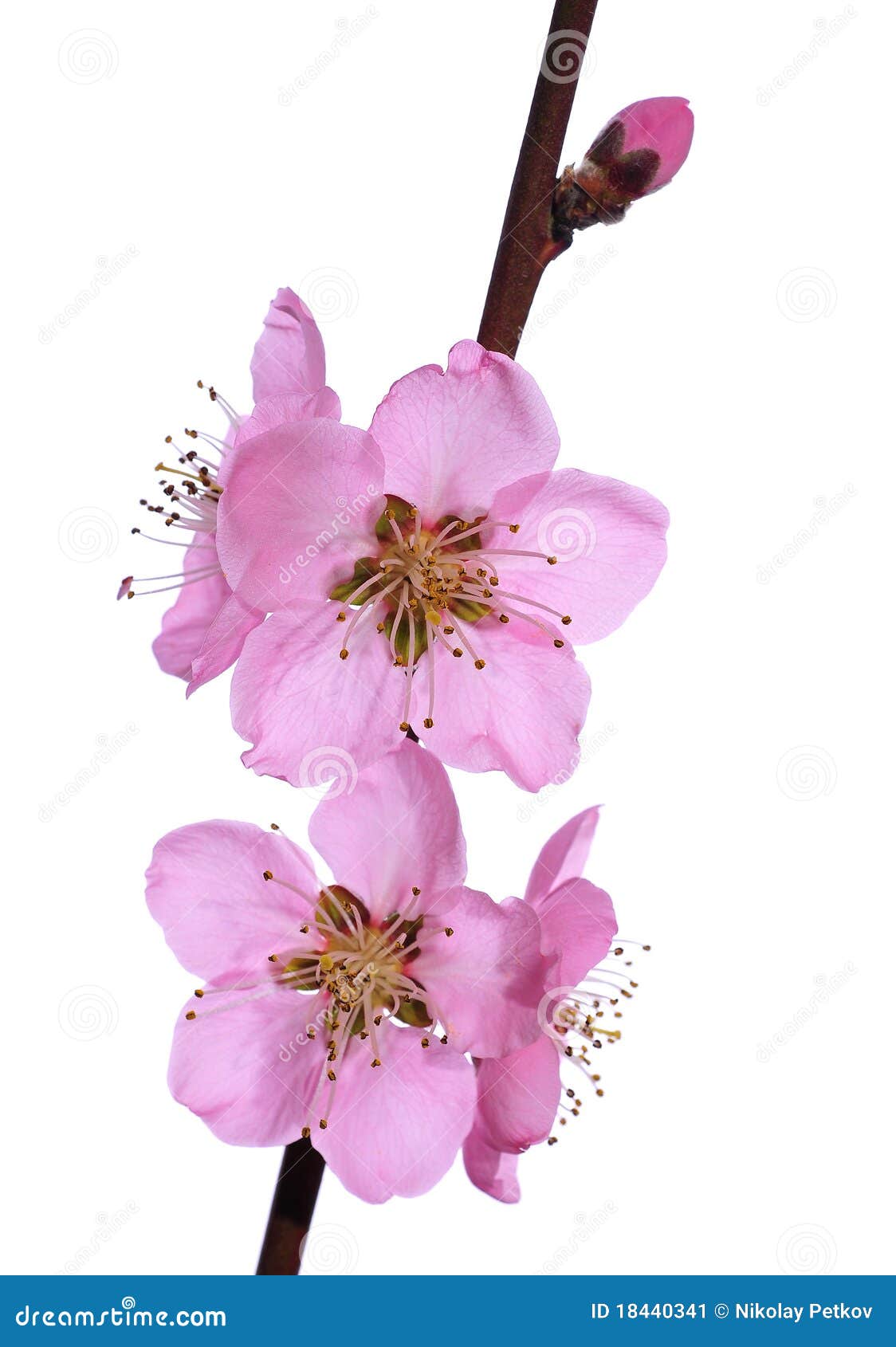 Spring Blossom stock image. Image of nature, flowers - 18440341