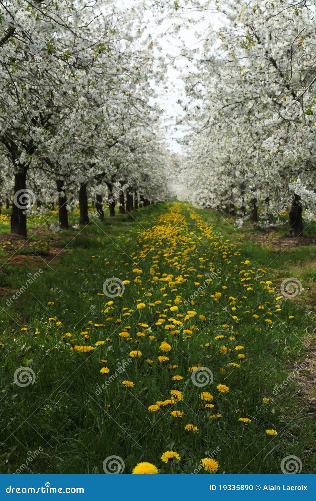 Spring blossom stock photo. Image of garden, blooming - 19335890