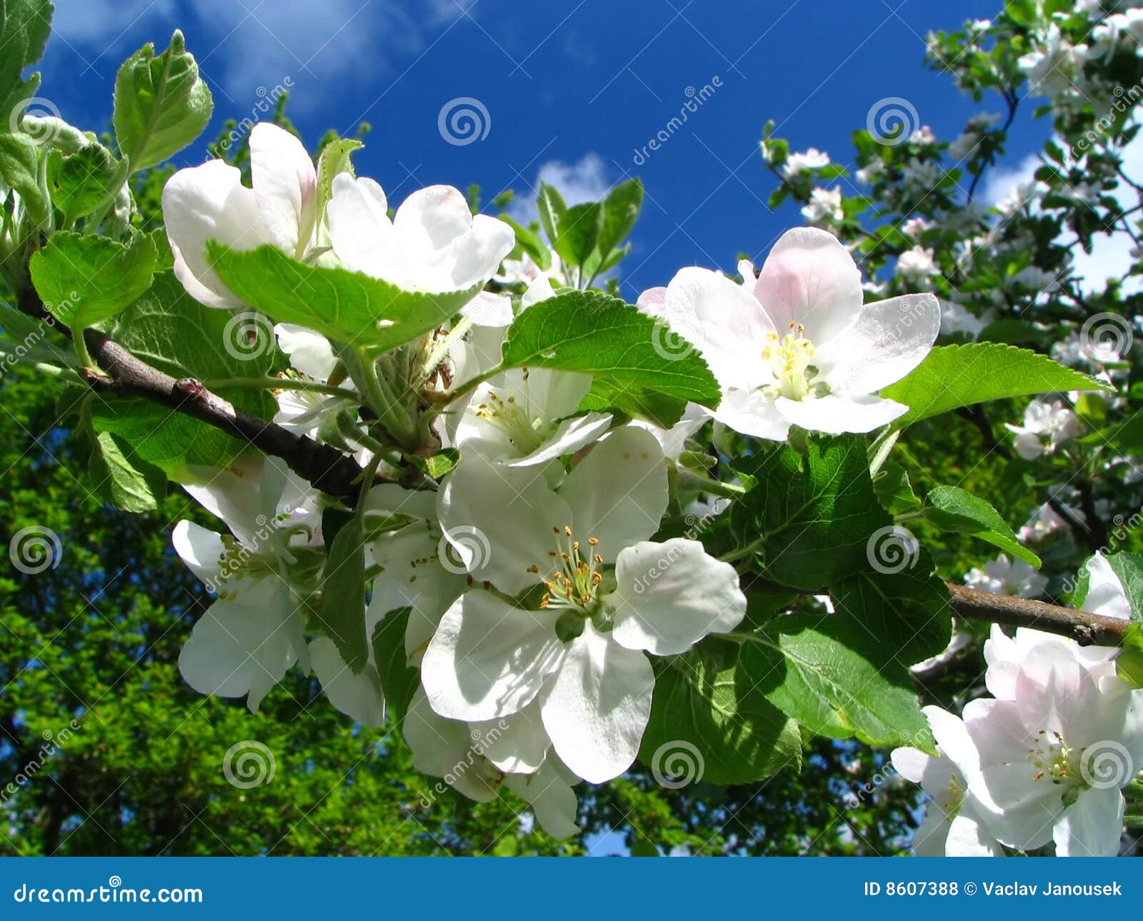 Spring blossom stock photo. Image of gardening, beautiful - 8607388
