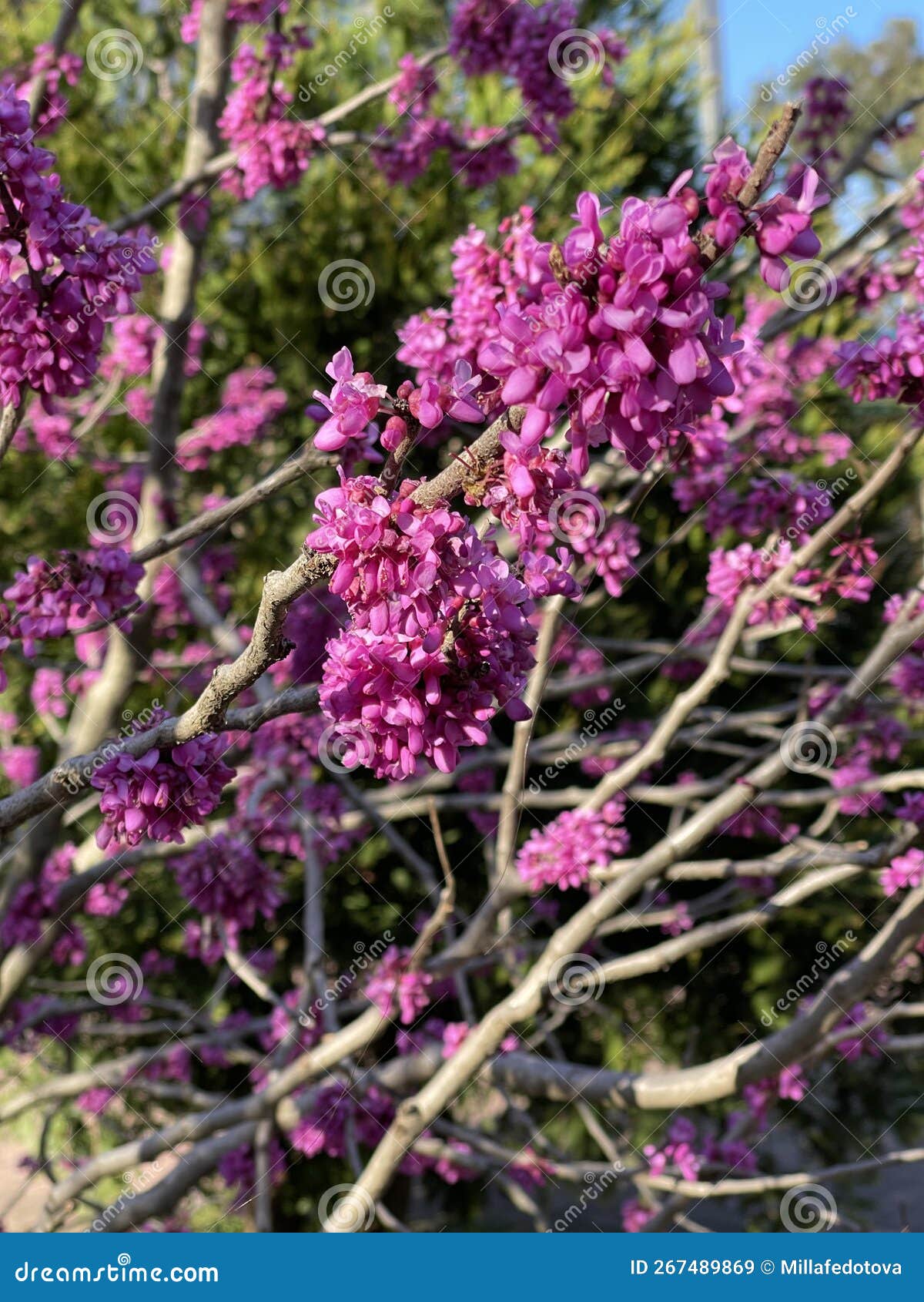 Spring Blossom. American Redbud Flowers Stock Image - Image of ...