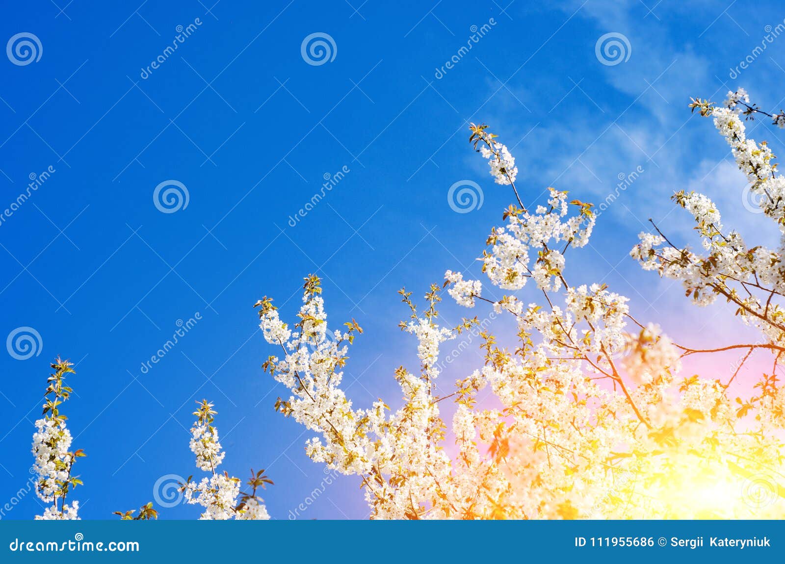 Spring Blossom Against Blue Sky Stock Photo - Image of colorful, nature ...