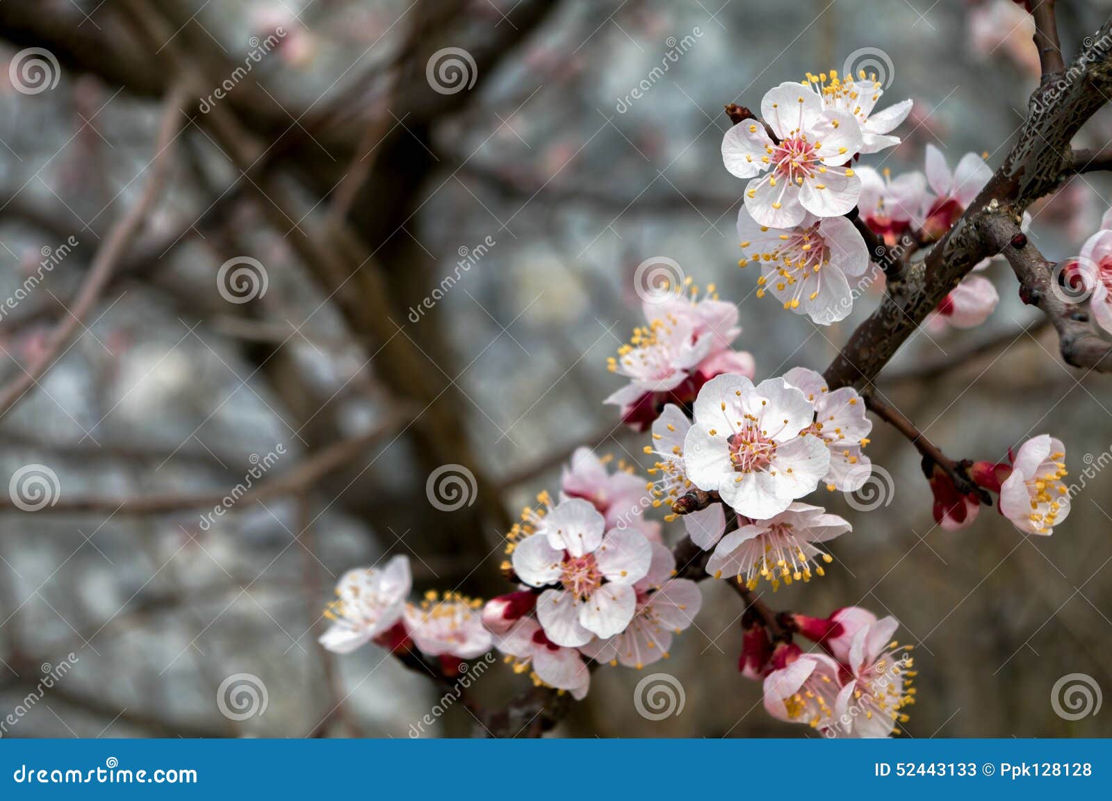 Spring Blossom stock image. Image of bloom, color, freshness - 52443133