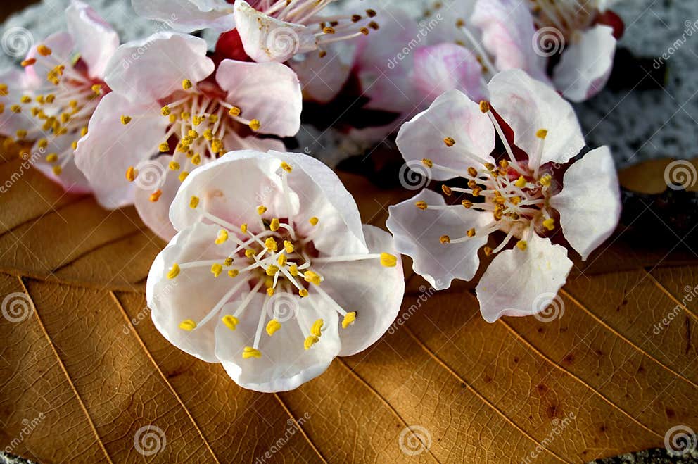 Spring Blossom stock image. Image of aapricot, copy, color - 52448335