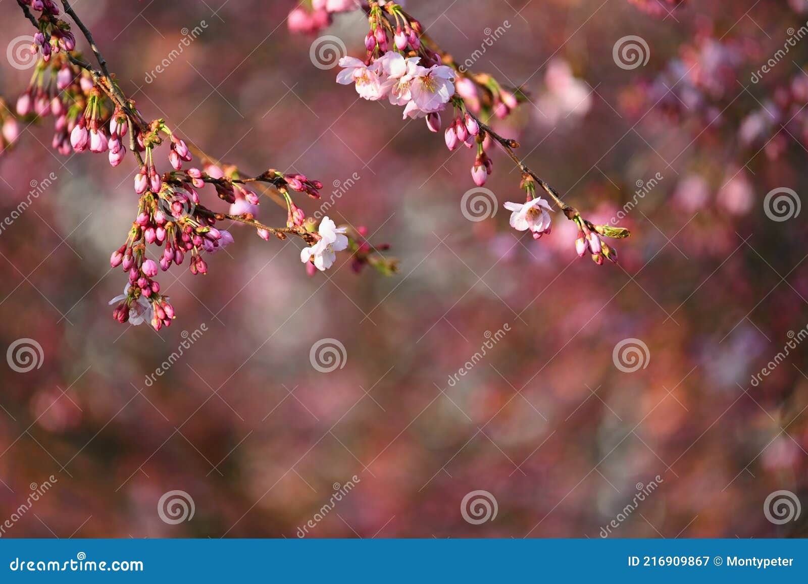 Spring Blossom Background. Beautiful Nature Scene with Blooming Tree in ...
